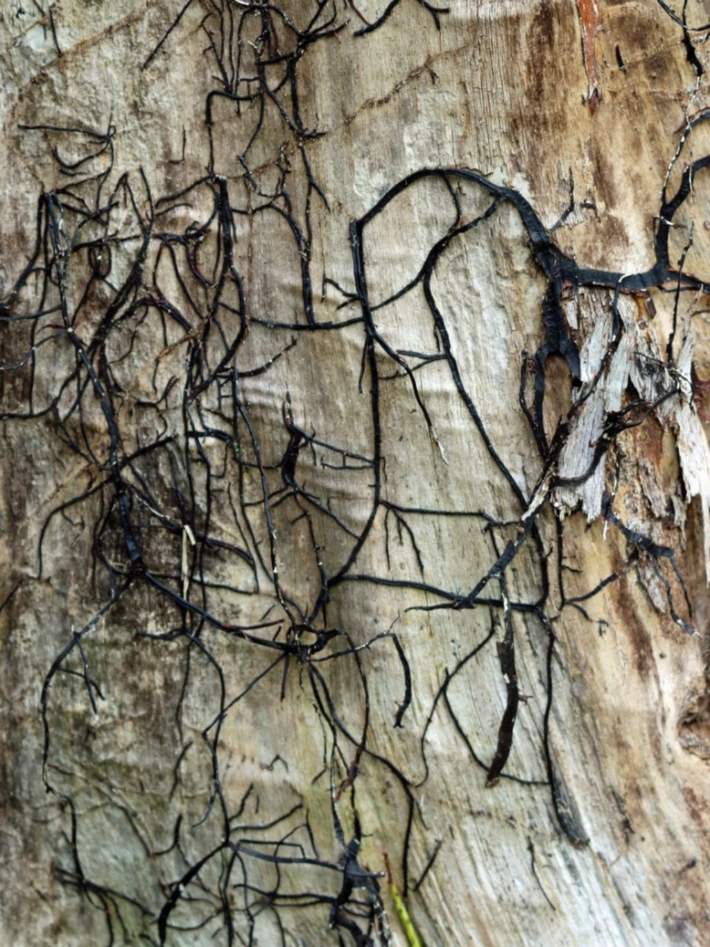 Rhizomorph Information - What Are Rhizomorphs On Fungi | Gardening Know How