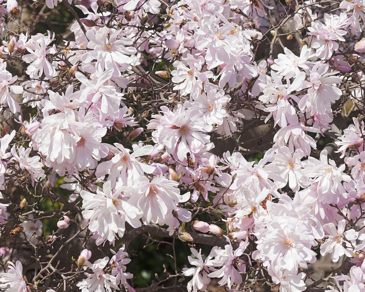 Pink magnolia trees: the top choices for every garden | Gardeningetc