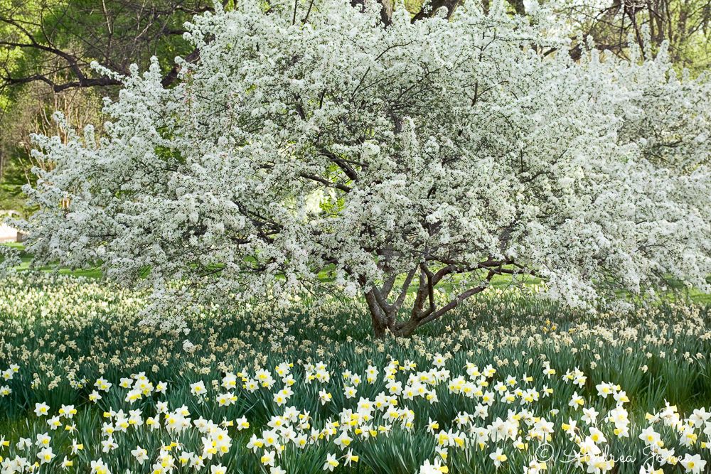Pro garden photographer Andrea Jones explains why she looks forward to ...