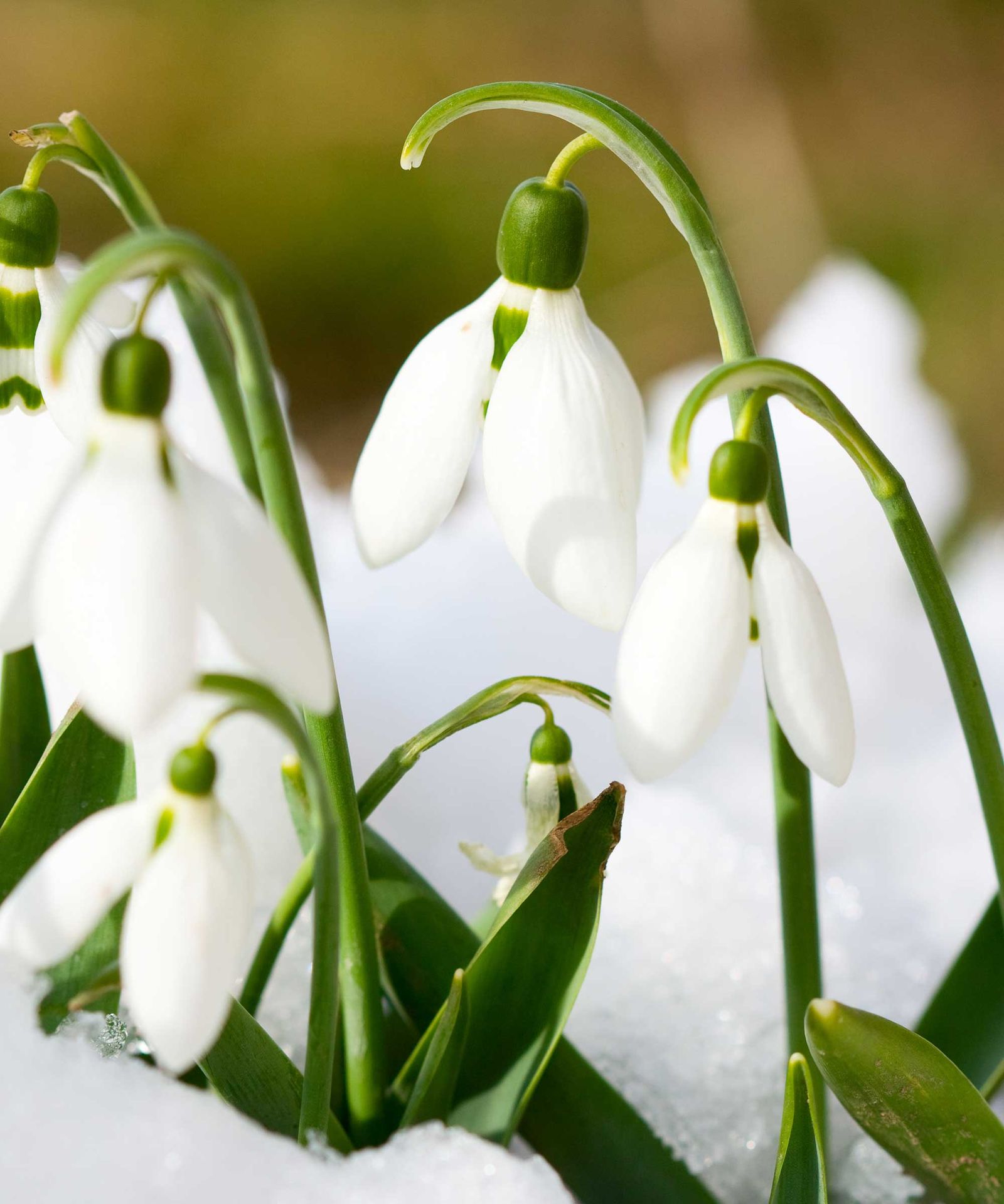Why plant snowdrops 'in the green': experts explain all | Homes and Gardens