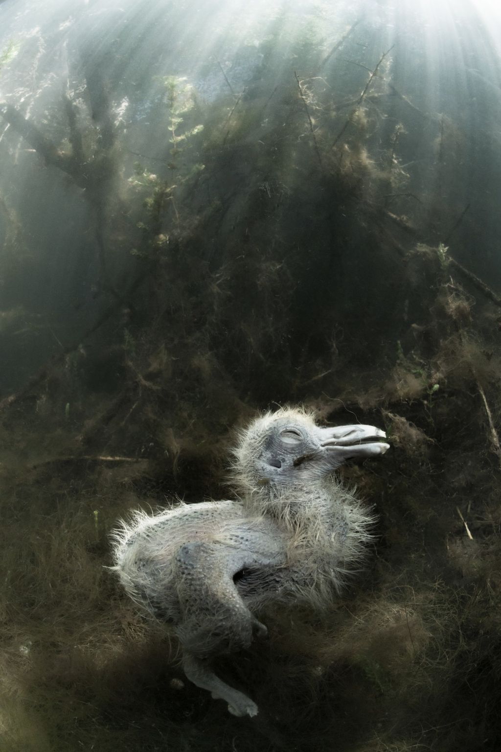 This underwater photo turns a murky suburban pond into a cathedral of ...