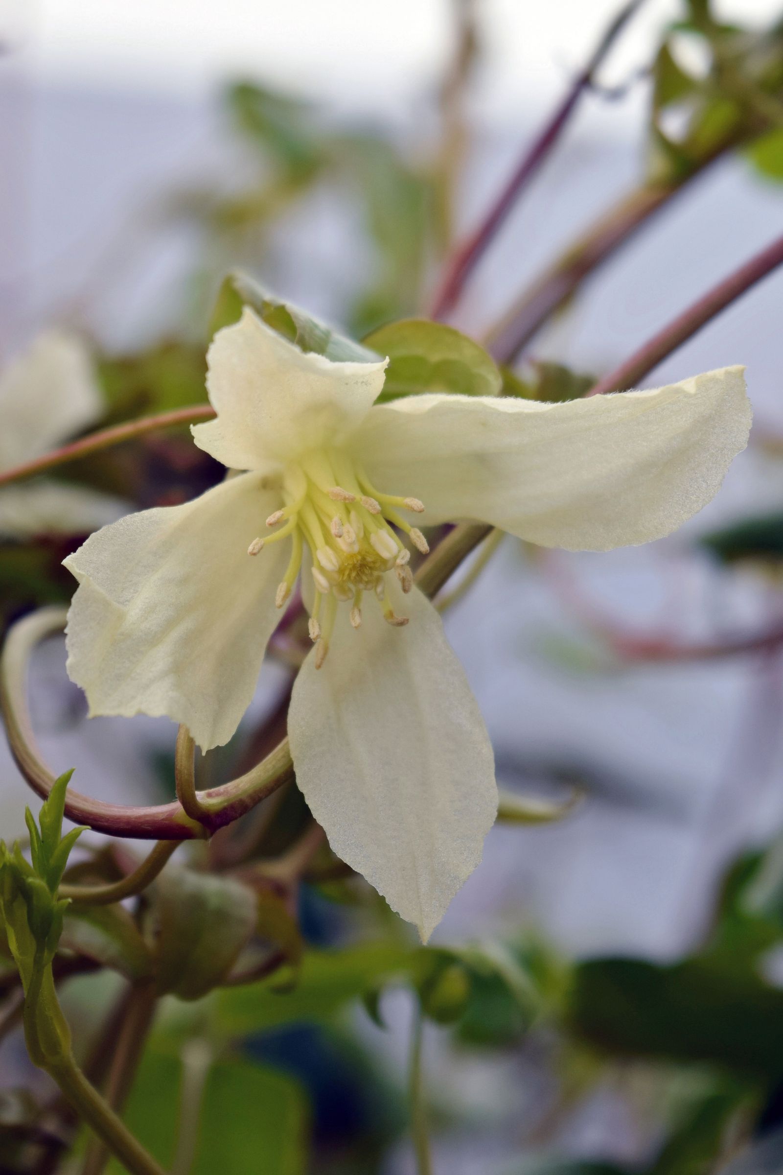 Winter clematis: plant one of these in your garden for stunning ...
