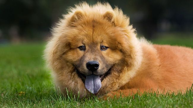 20 hardest dogs to train and challenging breeds | PetsRadar