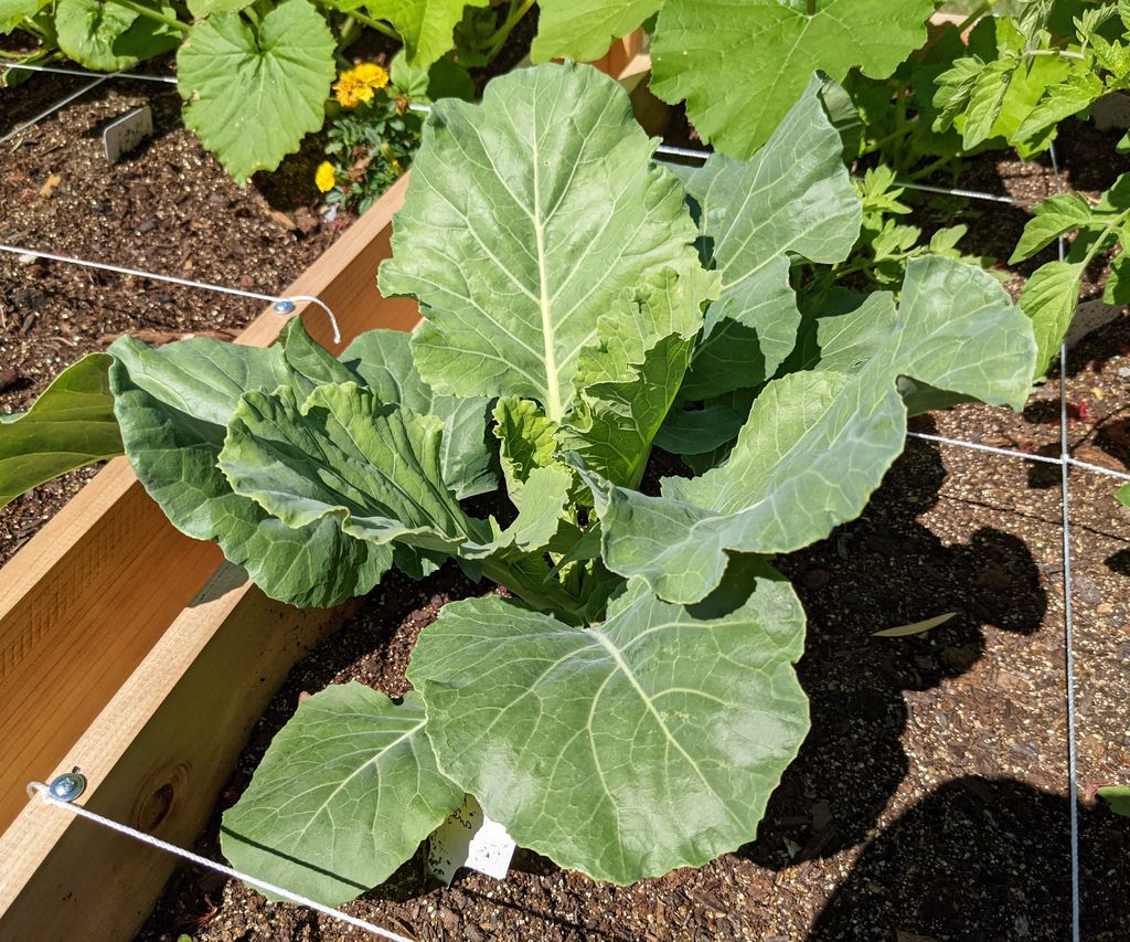 How to grow collard greens - expert tips for thriving plants | Homes ...