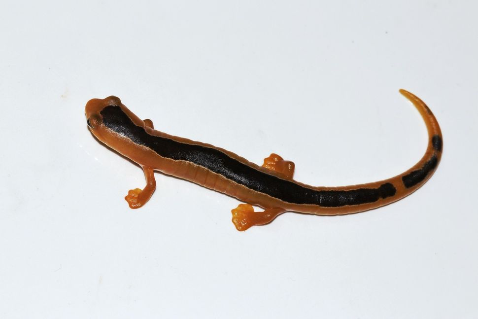 In Photos: Lost Salamanders Discovered | Live Science