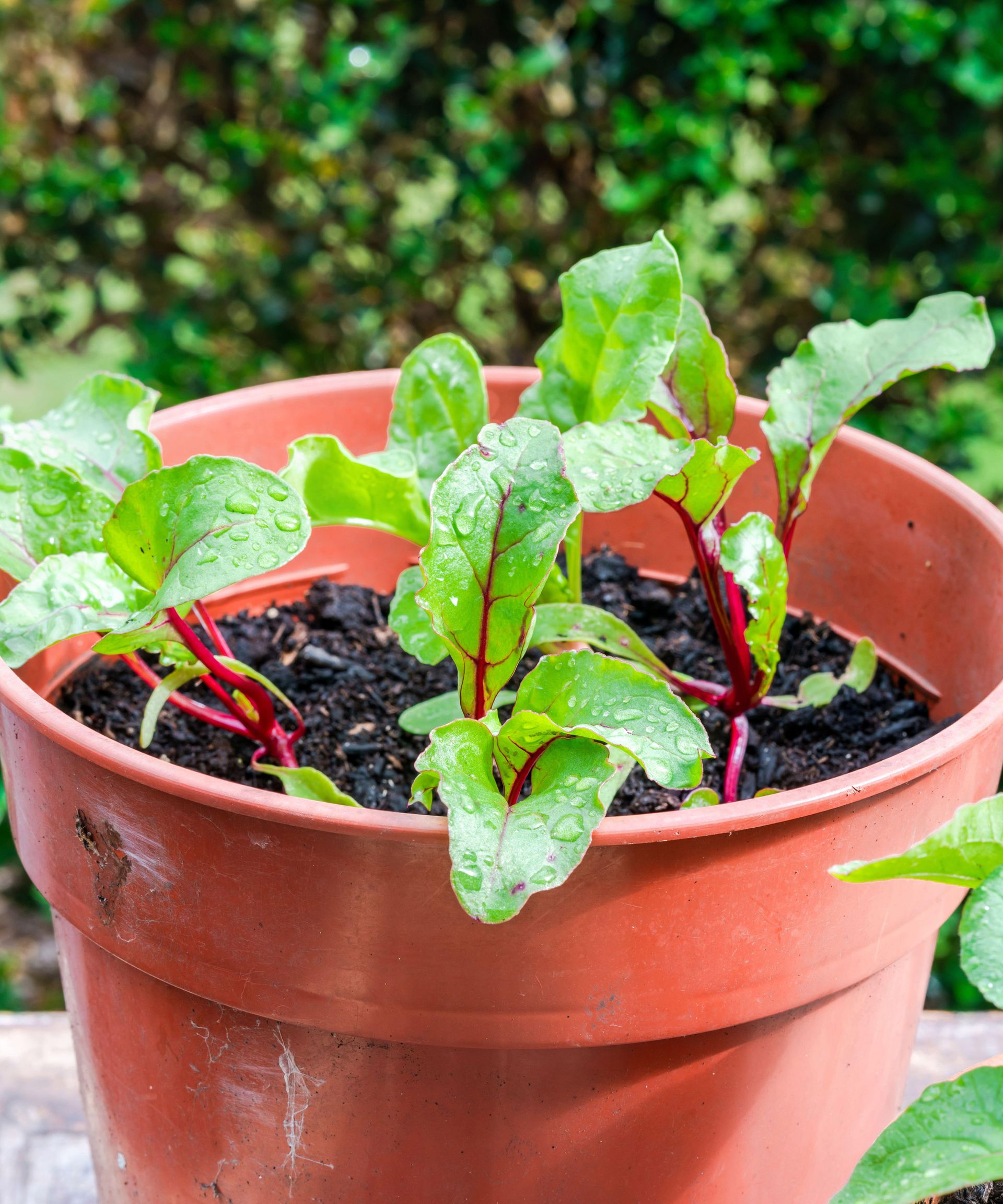 Beetroot growing mistakes: 9 errors to avoid | Homes and Gardens