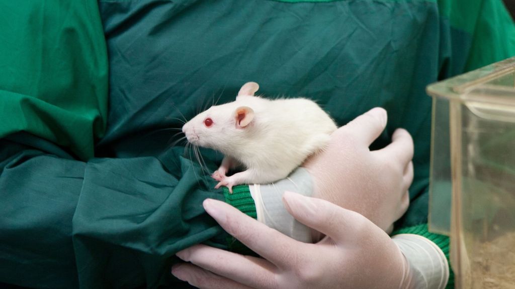 FDA no longer requires animal testing for new drugs. Is that safe ...
