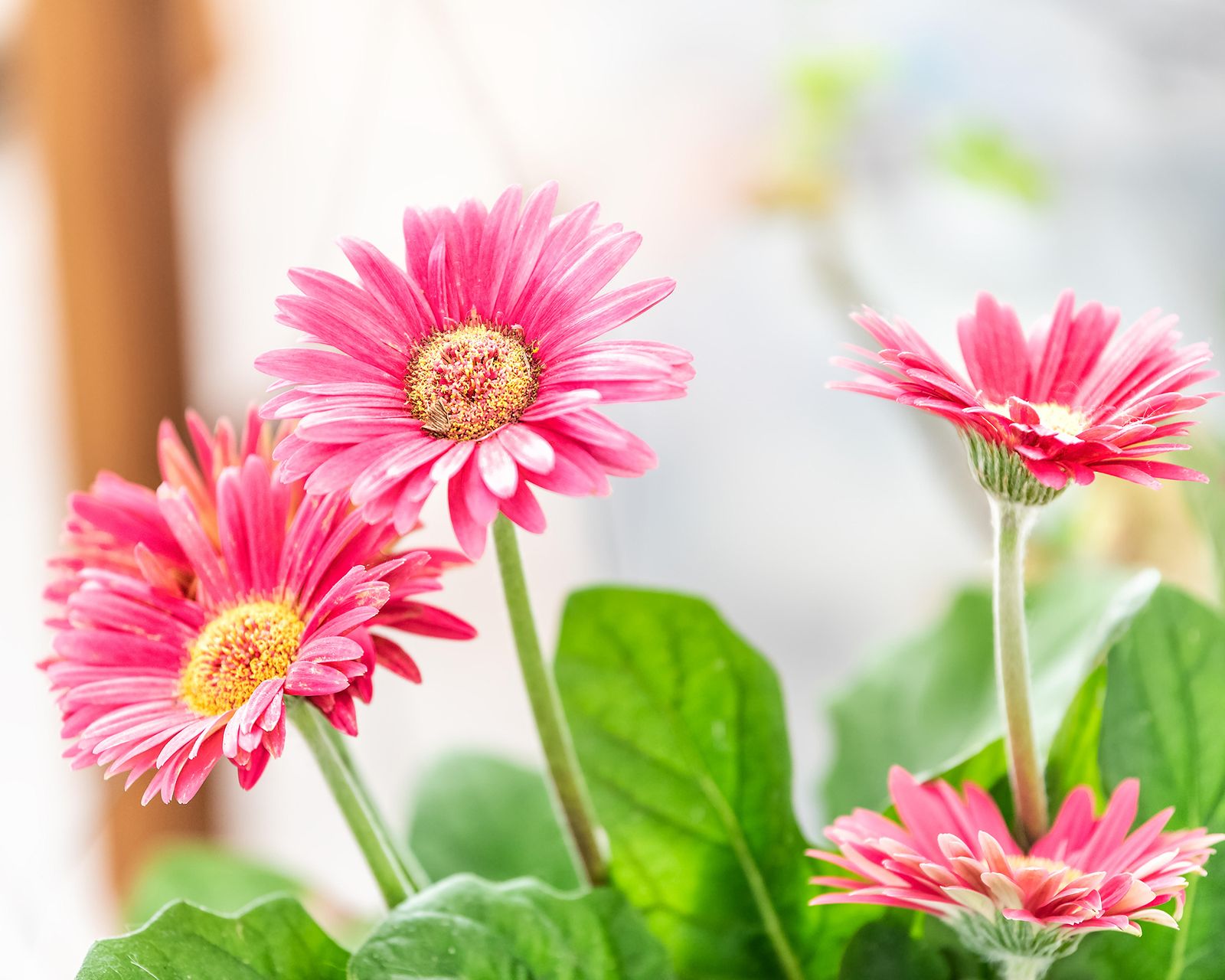 Gerbera Daisy Indoor Care: Complete Growing Guide | Gardening Know How
