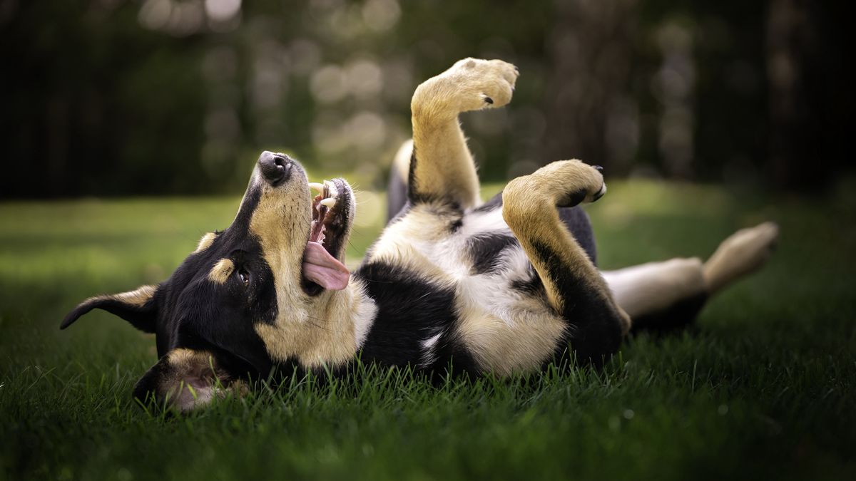 32 funny things dogs do | PetsRadar