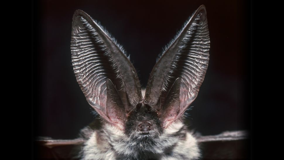 Which animal has the best hearing? | Live Science
