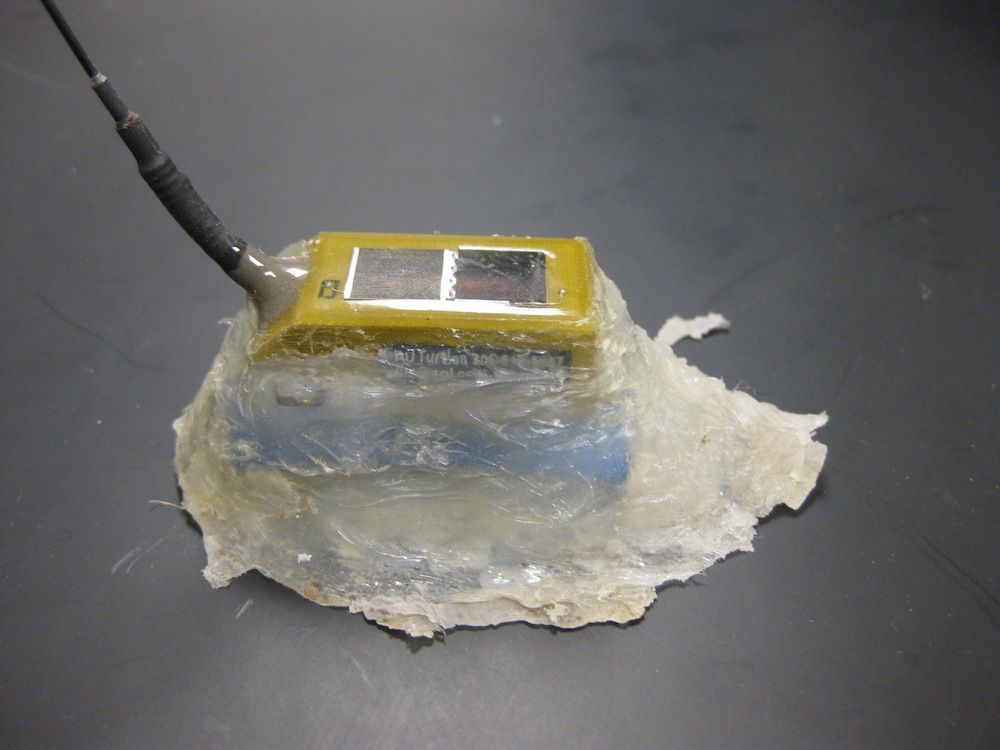 In Photos: Tagging Baby Sea Turtles | Live Science