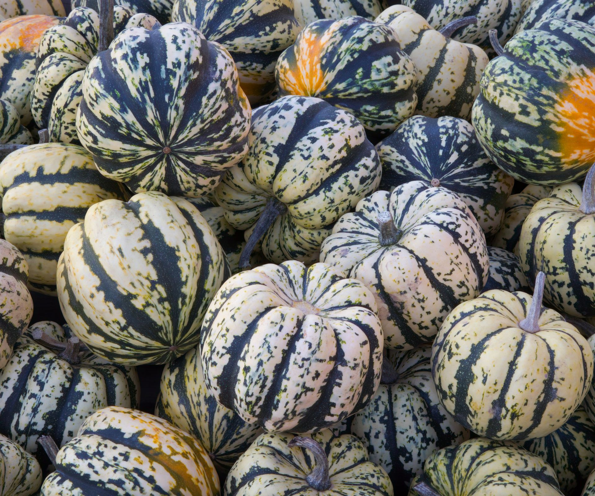 10 Types Of Squash Every Gardener Should Know – And Grow! | Gardening ...