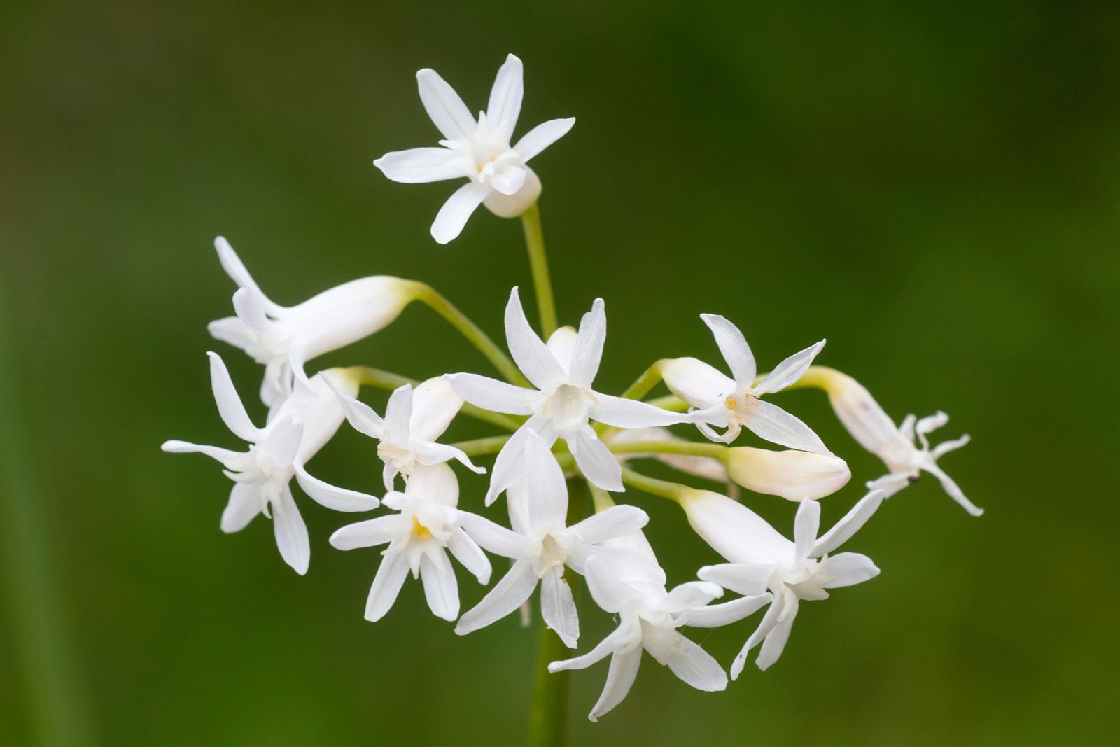 How to grow tulbaghia in a British country garden | Country Life