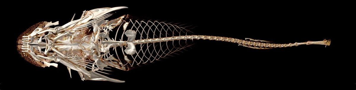 What Has 1,800 Teeth and a Suction Cup? A New Clingfish Species | Live ...