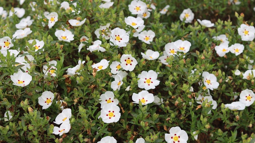 10 best wind-resistant shrubs for protection as well as color | Homes ...