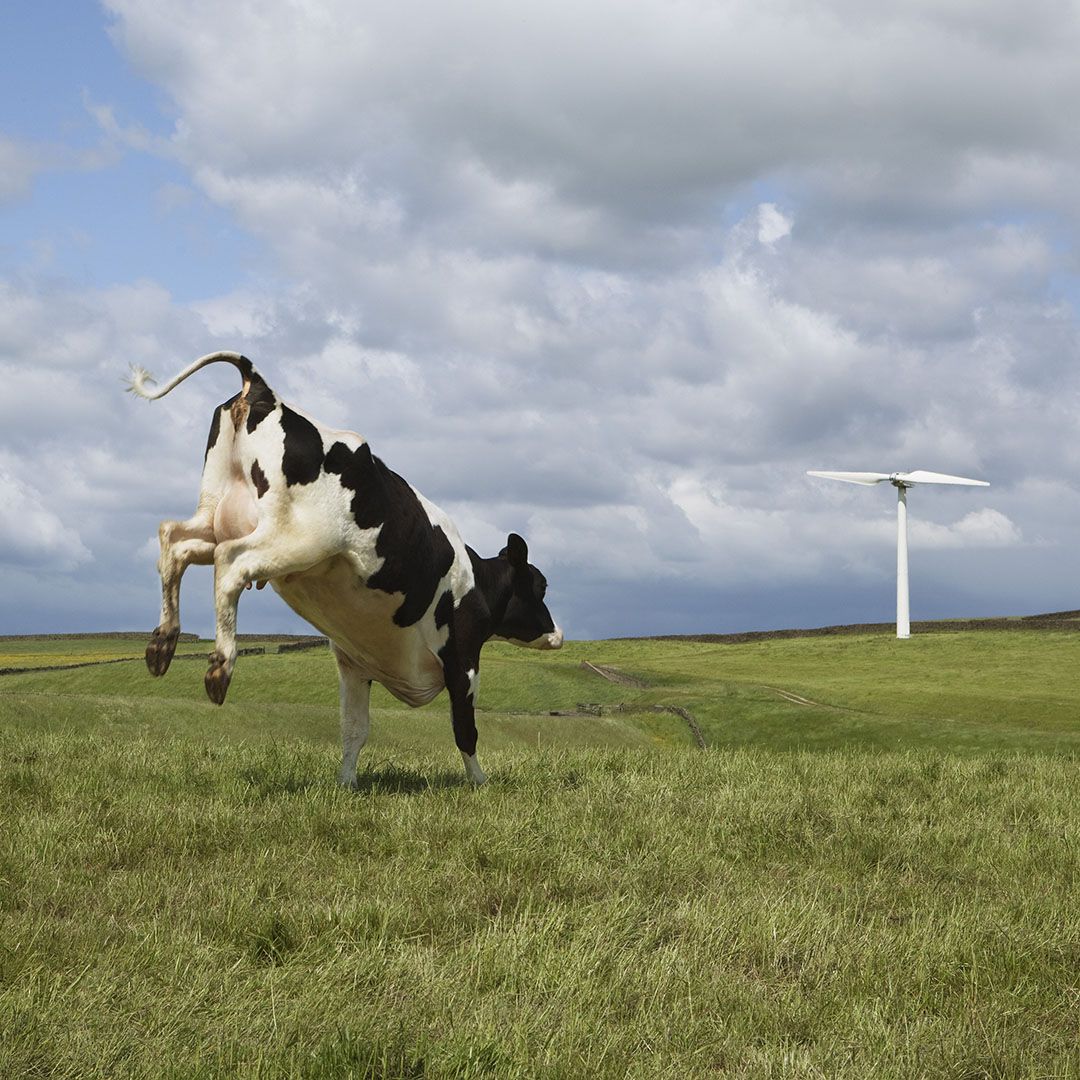 Curious Questions: Are cows actually super-intelligent? | Country Life