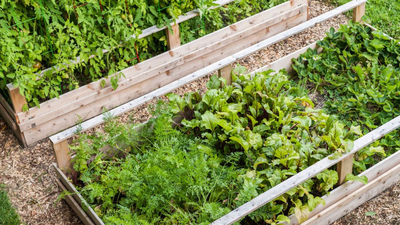 How To Start Seeds Indoors In Warm Climates | Gardening Know How