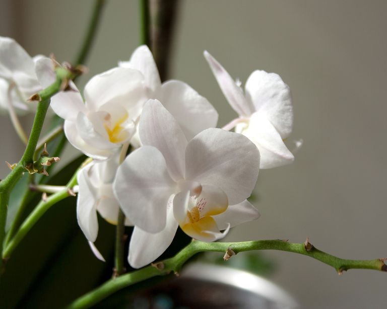 How to get an orchid to rebloom: top tips for more flowers | Gardeningetc