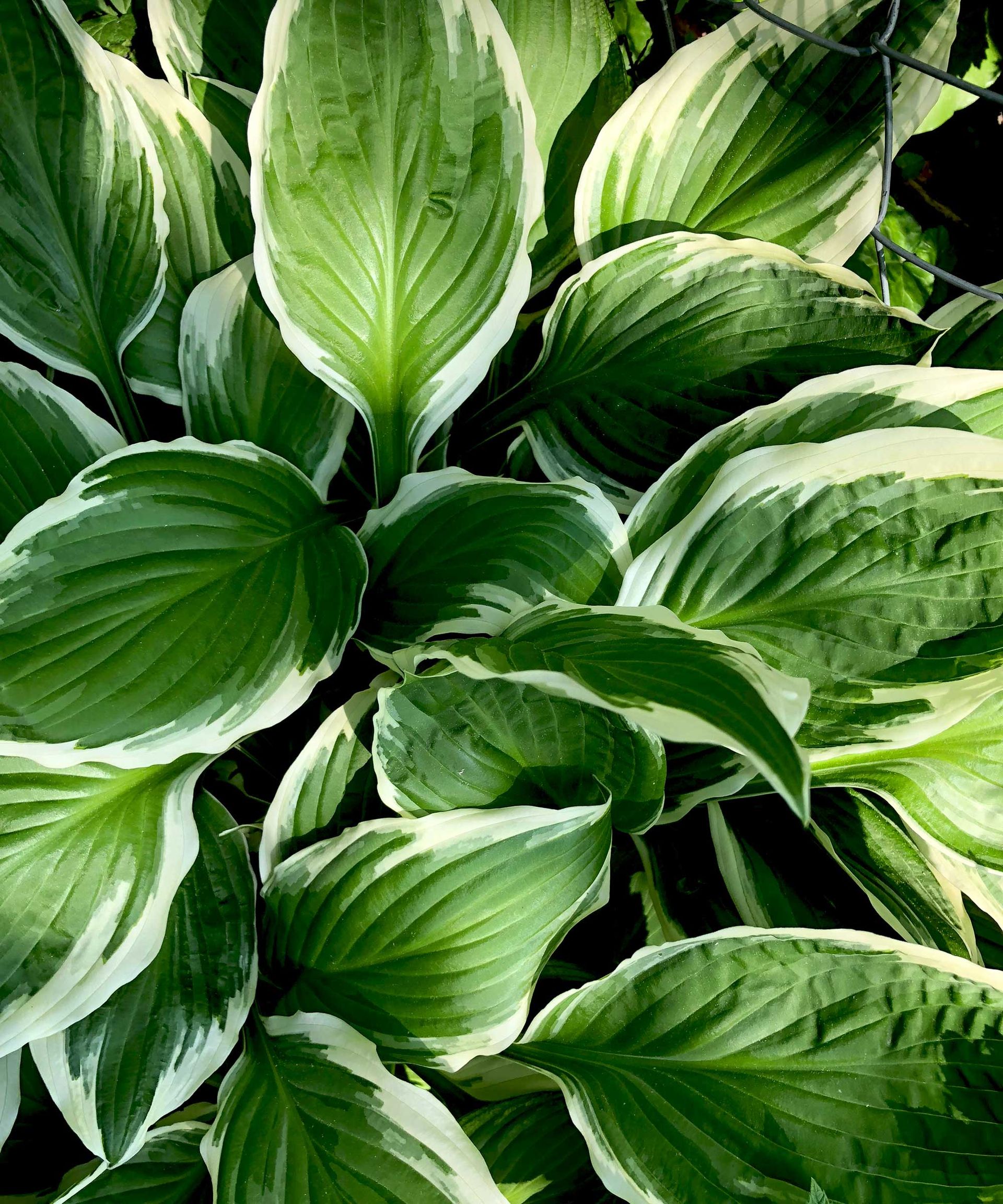Why are my hostas turning yellow? The reasons and solutions | Homes and ...