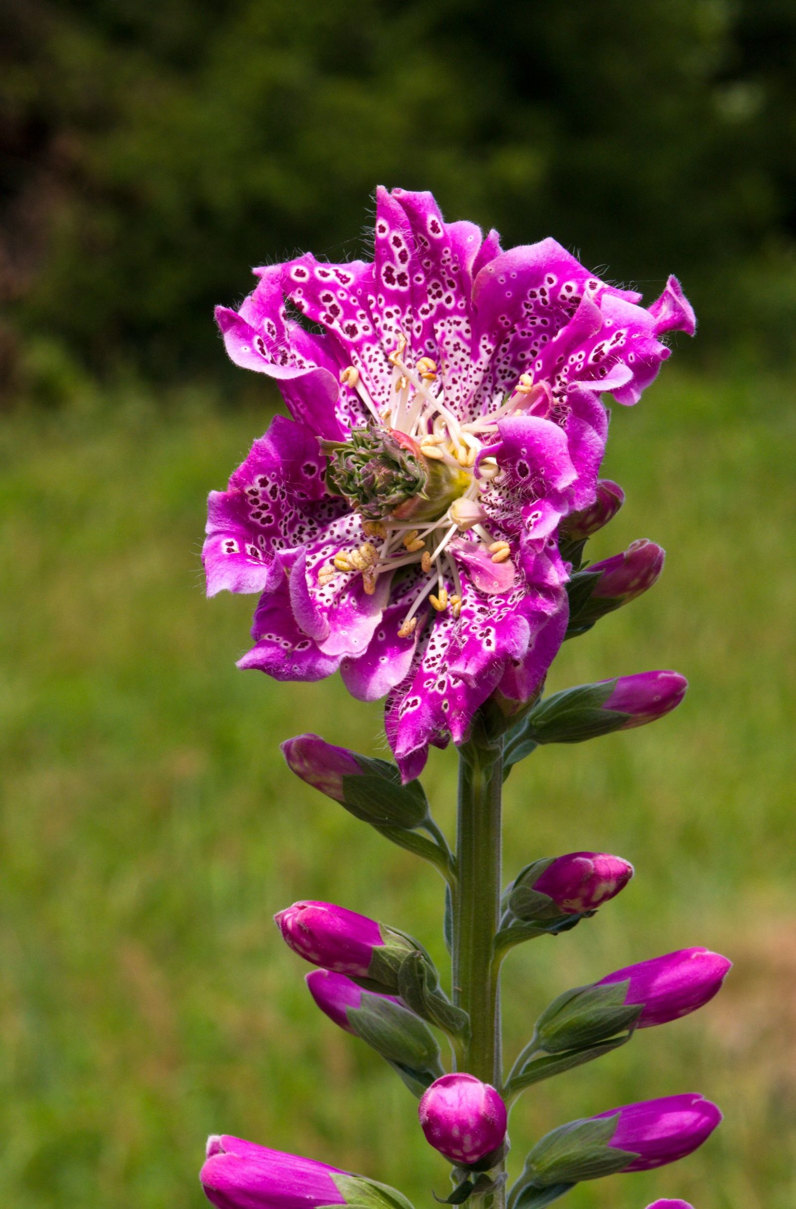 Everything you need to know about Foxgloves: Beautiful, useful ...