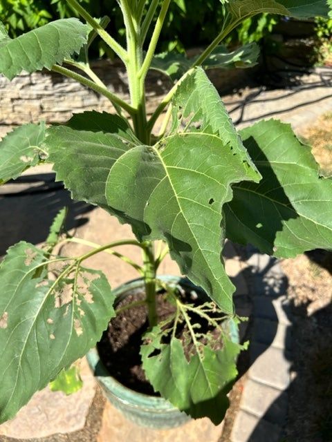 Identify Damage from a Goldfinch on Sunflower Leaves | Gardening Know How