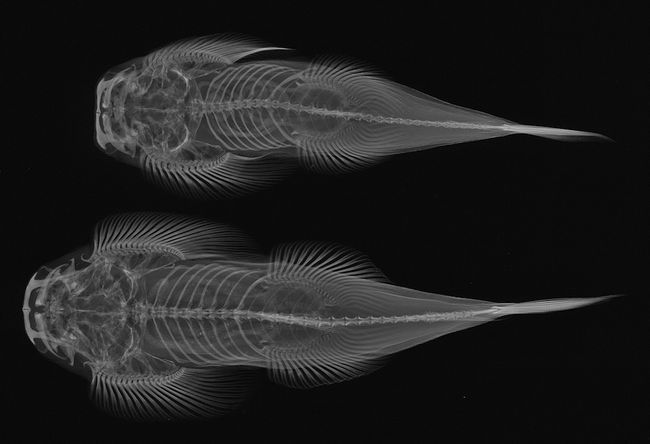 Images: Stunning Fish X-rays | Live Science
