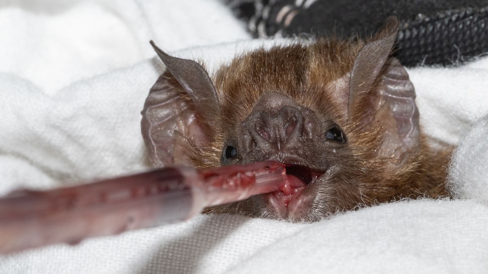 Vampire bats have a really strange way of getting energy, scientists ...