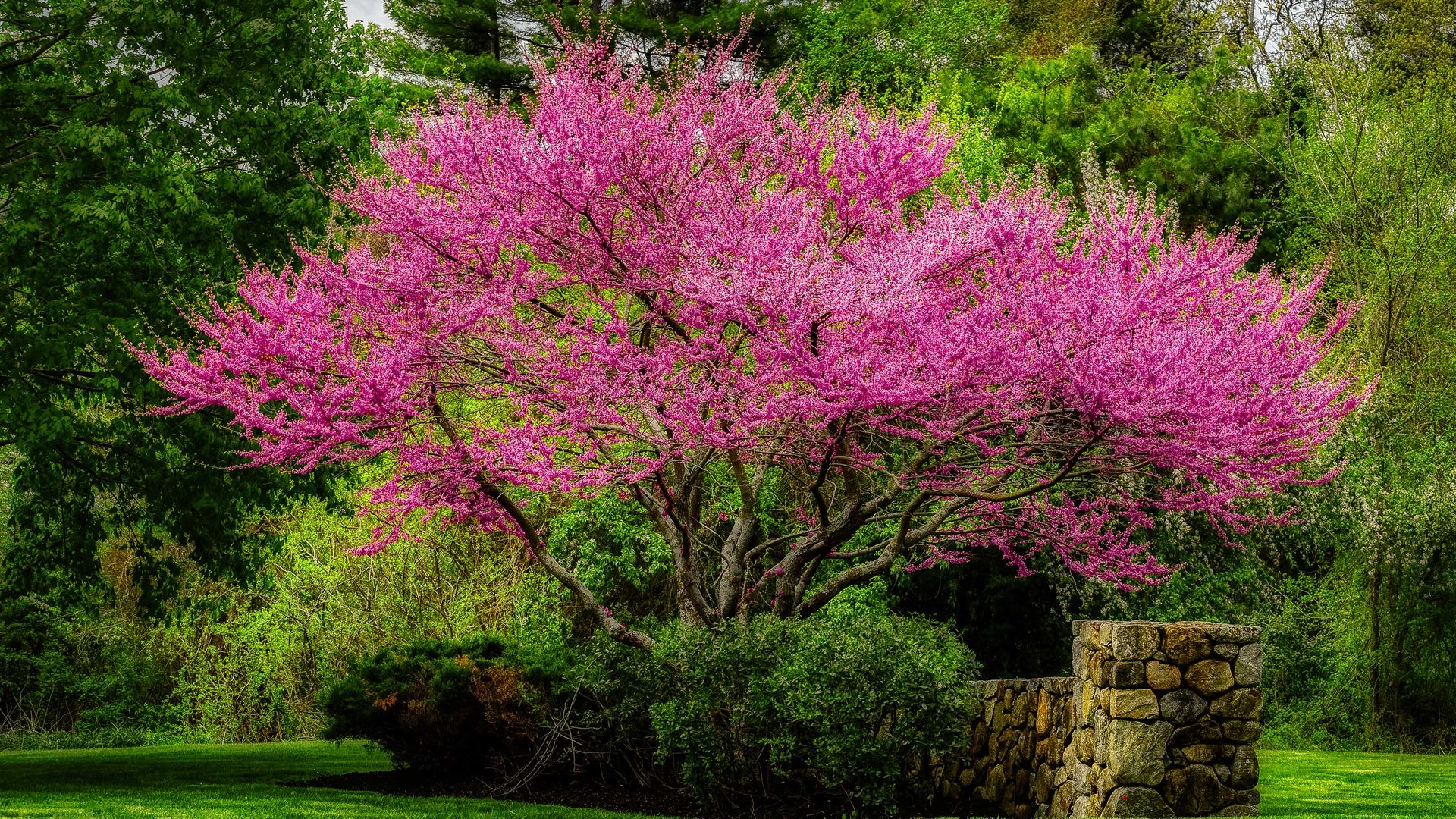 Best backyard trees: 10 choices for yards big or small | Gardeningetc