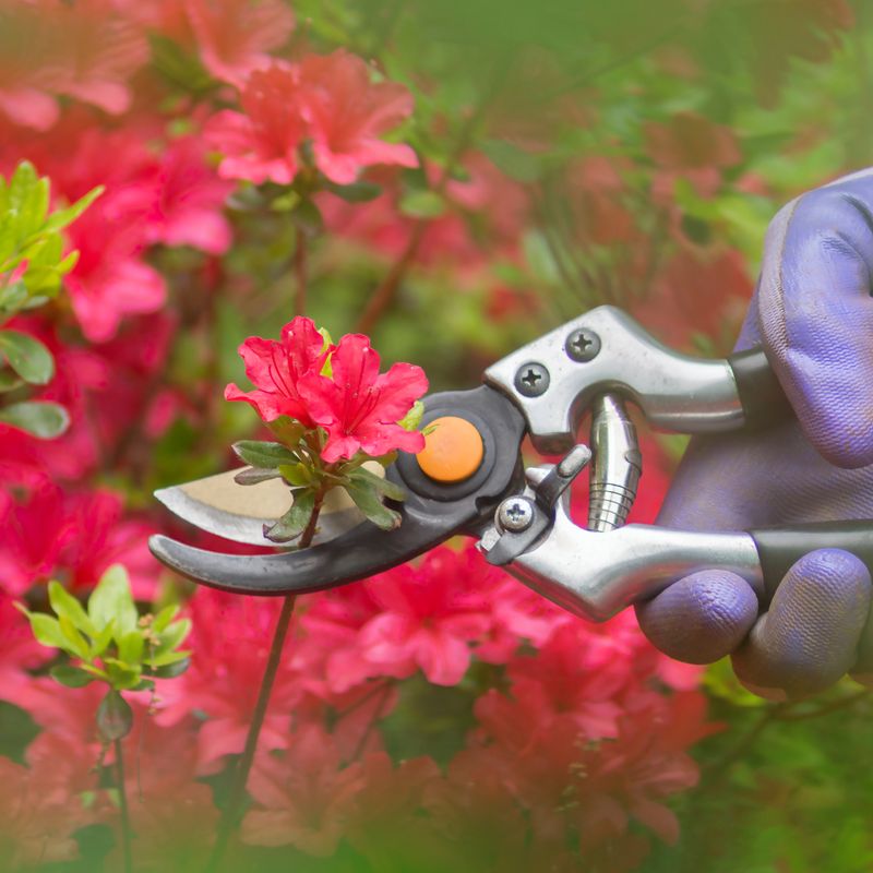 Tips & Information about Azaleas | Gardening Know How