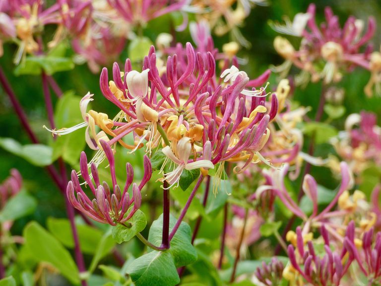 How to grow honeysuckle: when, where and varieties to plant | Homes and ...