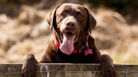 Best family dog breeds for families of all shapes and sizes | PetsRadar