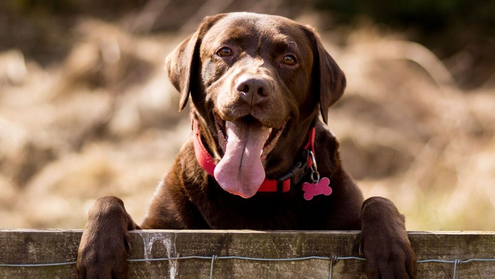 Best family dog breeds for families of all shapes and sizes | PetsRadar