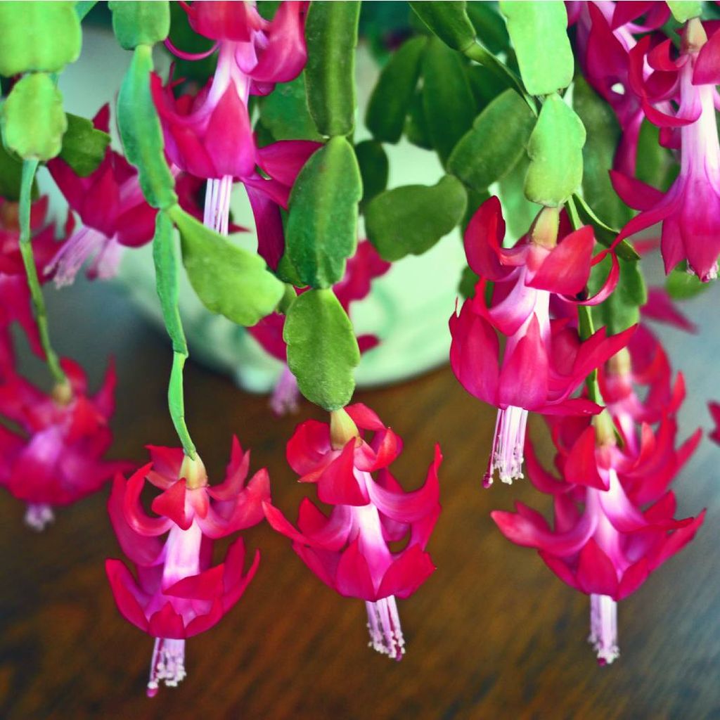 Do Plants Scream? How Plants Communicate Stress | Gardening Know How