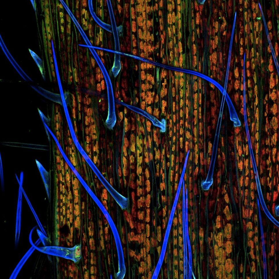 Tiny Grandeur: Stunning Photos of the Very Small | Live Science