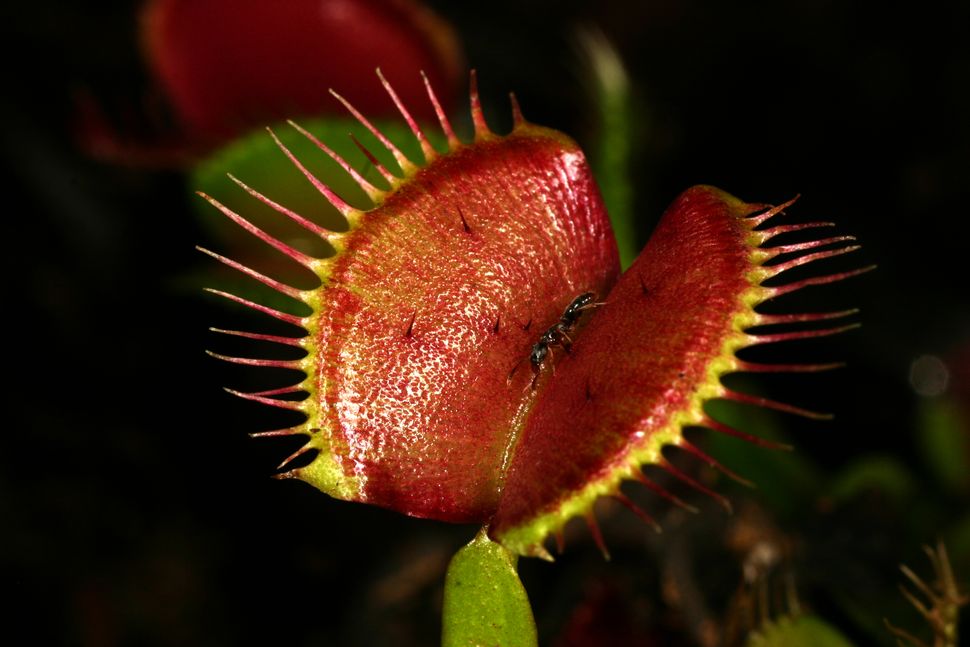 Image Gallery: Carnivorous Plants | Live Science