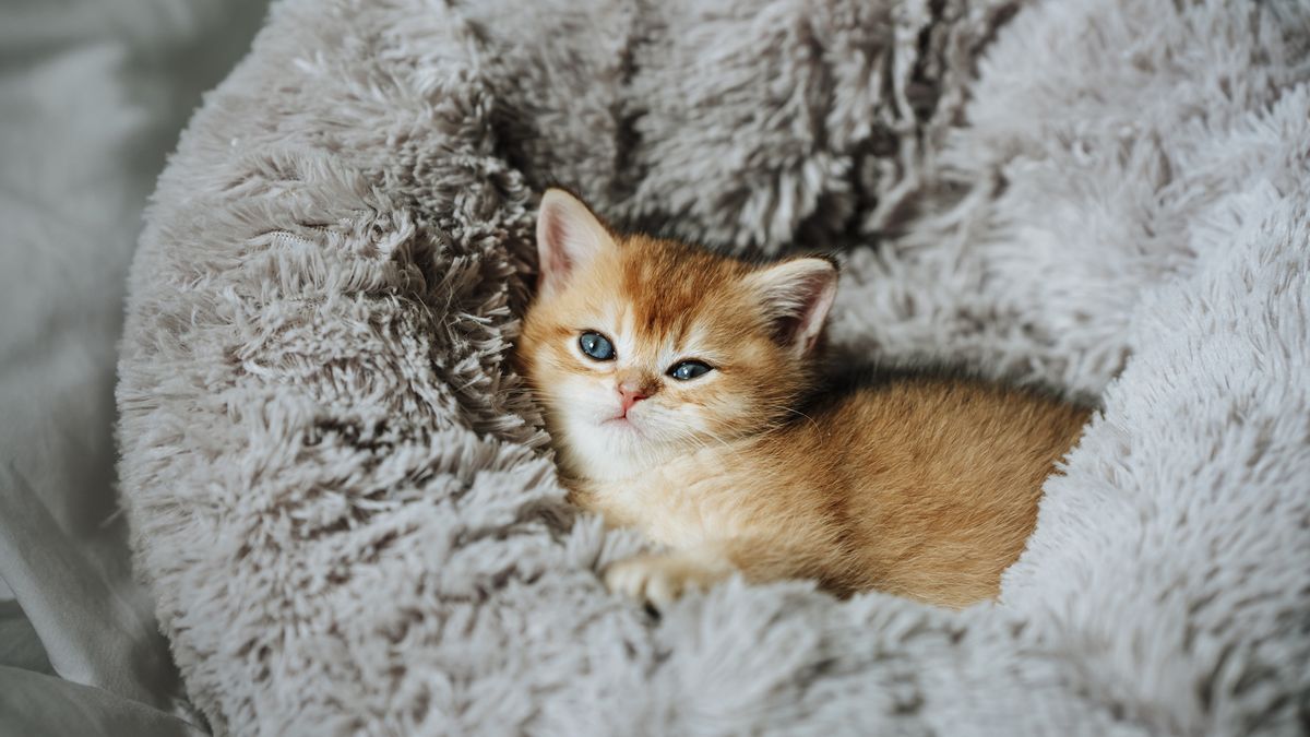 32 ways to be the best cat owner | PetsRadar