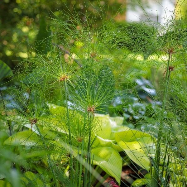How to grow papyrus - a historic moisture-loving plant | Homes and Gardens
