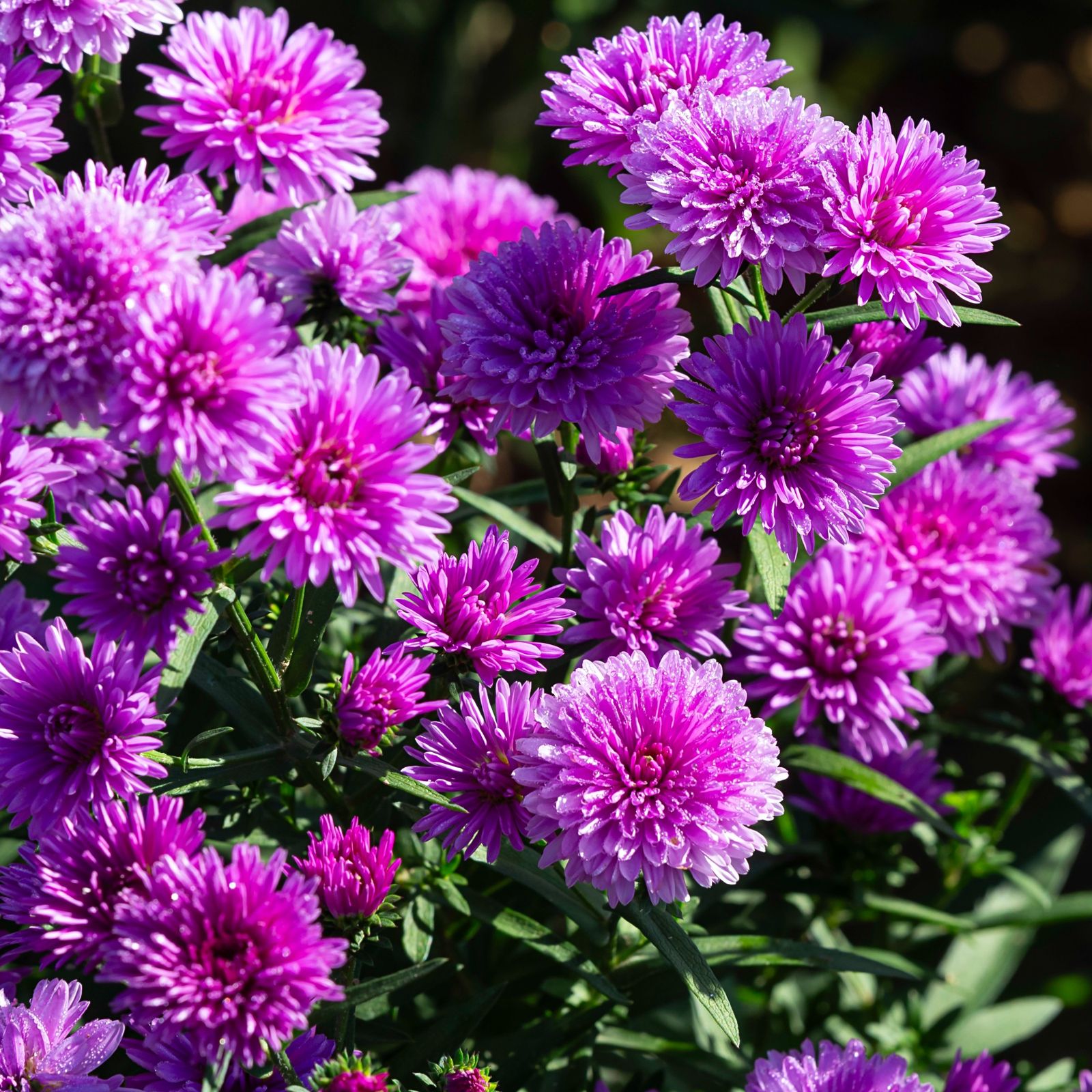 9 plants that slugs love - with expert tips on trap cropping | Ideal Home