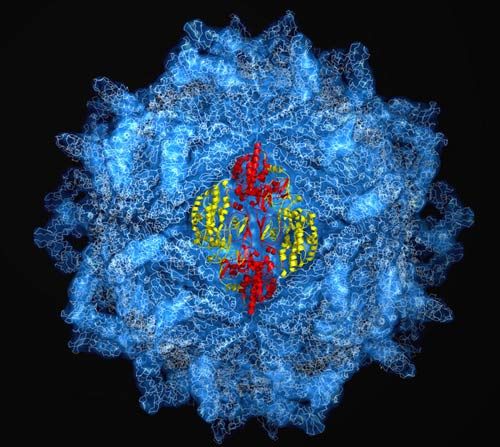 Protective Shell of a Virus Imaged | Live Science