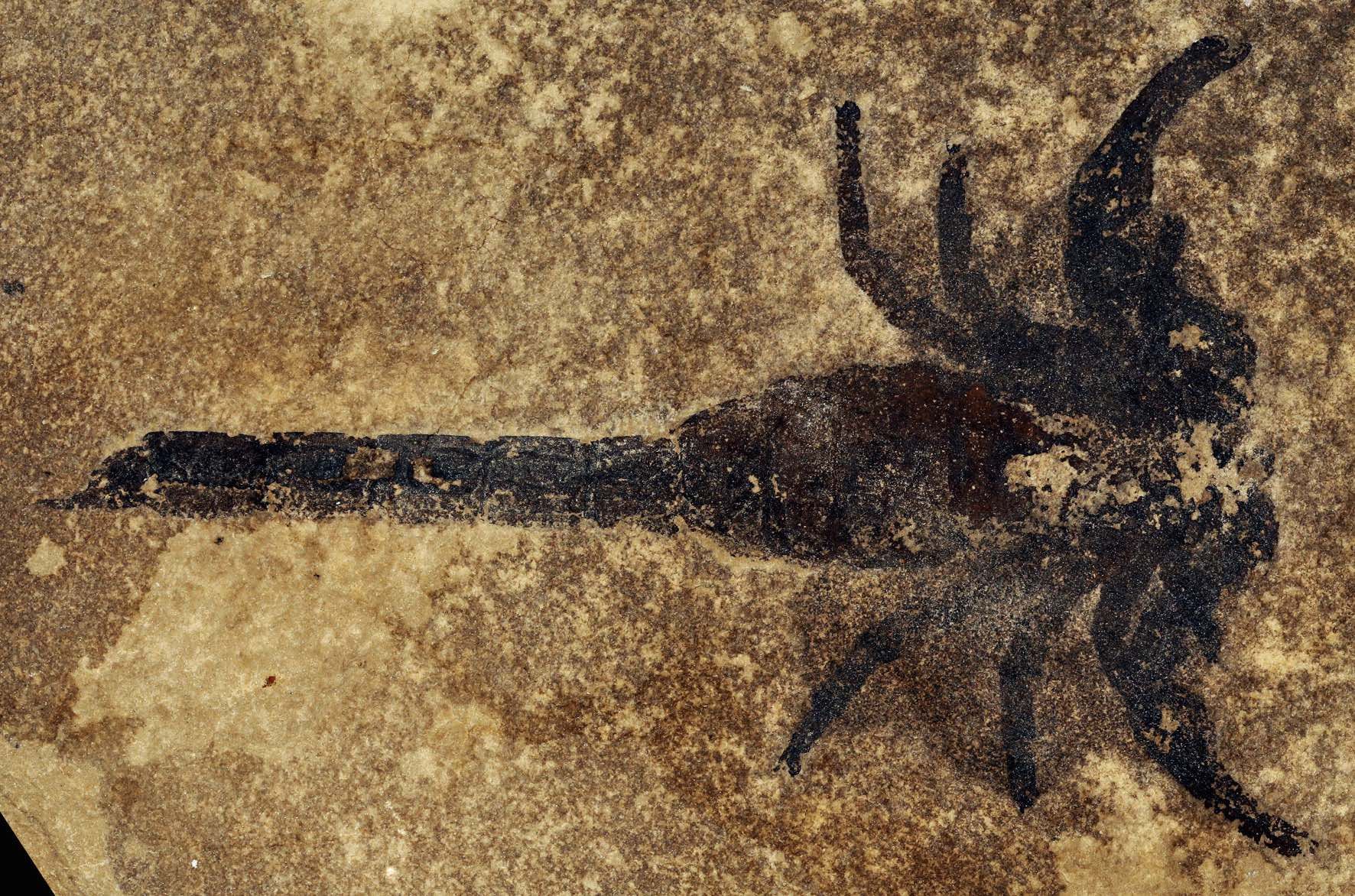 Ancient Scorpion Had Feet, May Have Walked Out of Ocean | Live Science