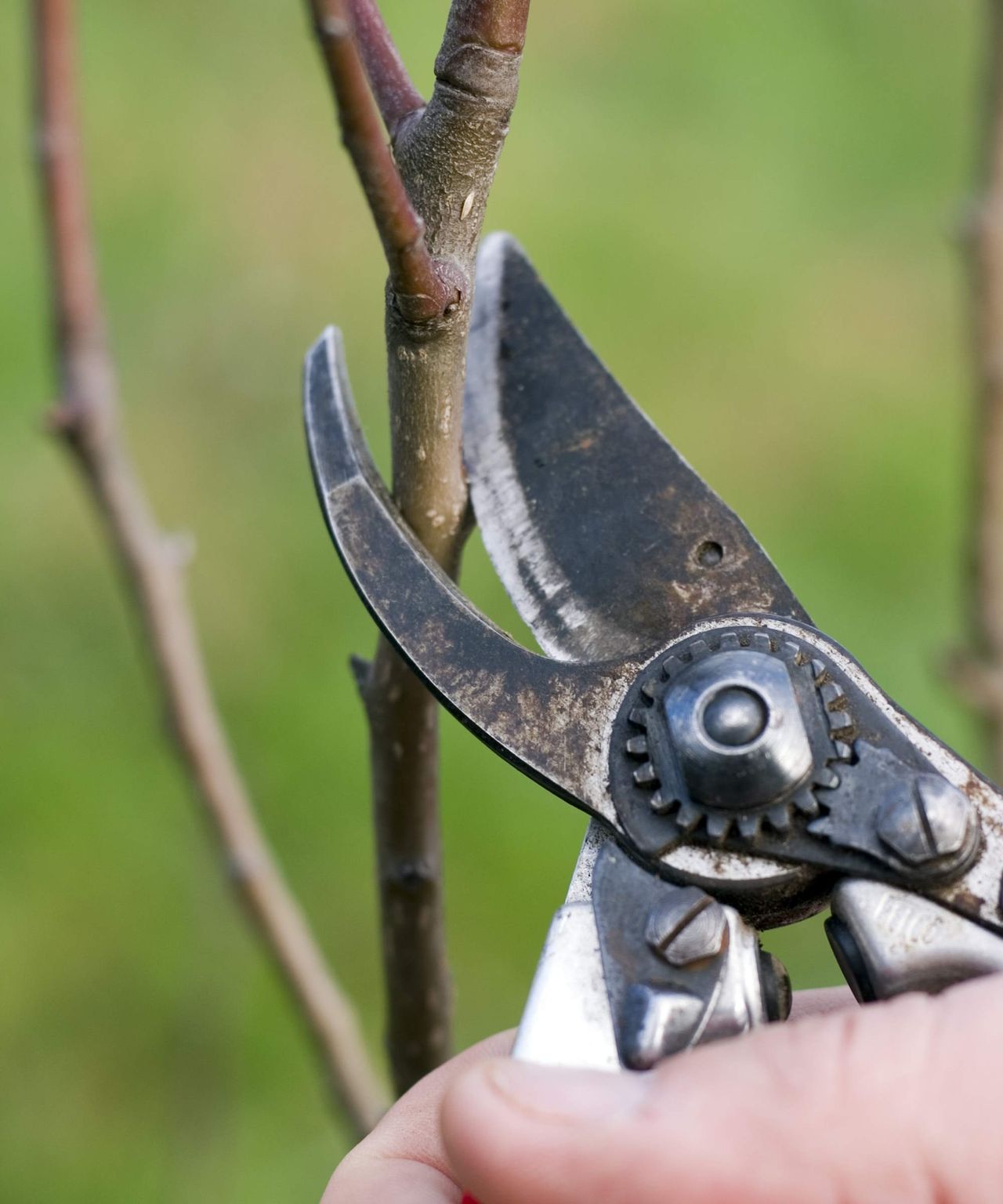 Expert tips for pruning fruit trees in winter correctly | Homes and Gardens