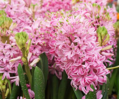 Best fragrant bulbs: 5 expert picks for scented blooms | Homes and Gardens
