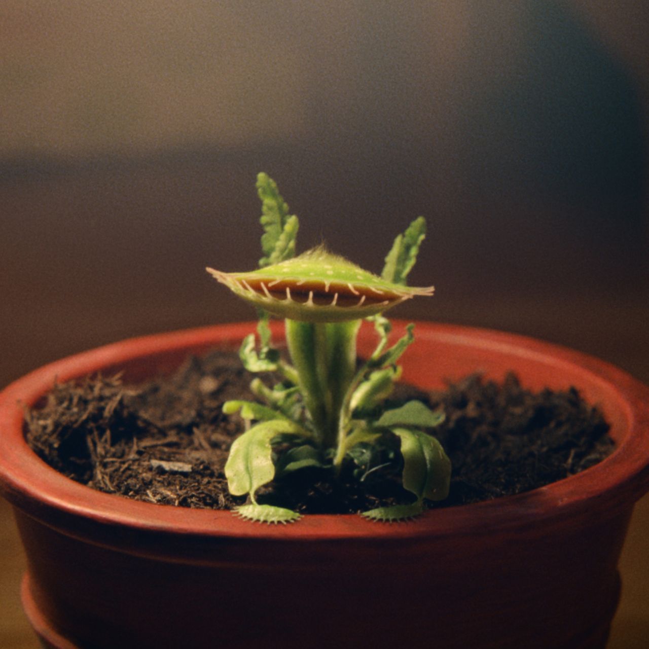Our expert guide on caring for a Venus flytrap | Ideal Home