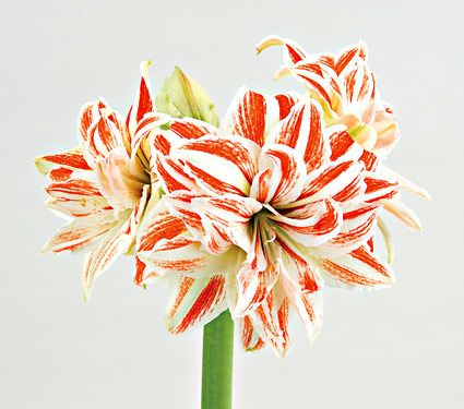 Amaryllis Flower Images | Holiday Flowers | Live Science