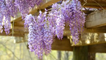How to deadhead and care for hyacinths after flowering | Homes and Gardens