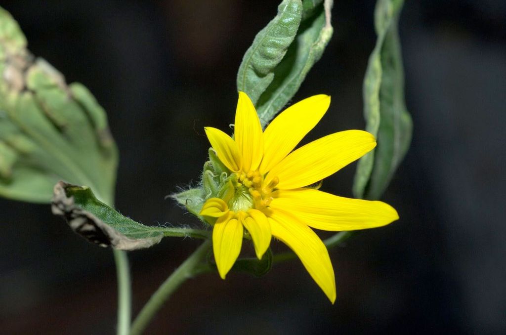 First Flower Grown in Space (Or Not): Zinnia Blooms on Space Station ...