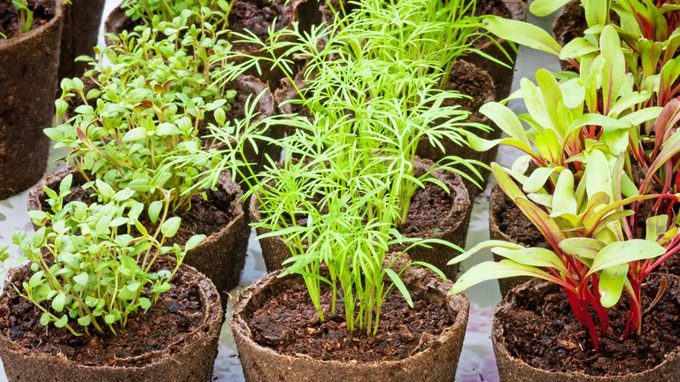 Best Fast-Growing Seeds For Flowers & Vegetables In A Hurry | Gardening ...