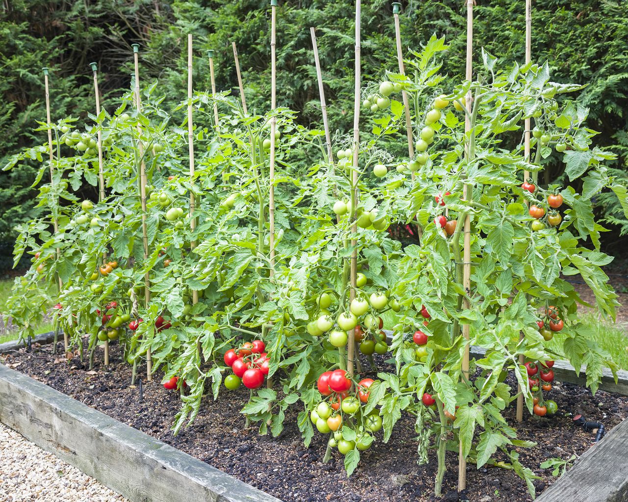 How Much Sun Do Tomatoes Need? Light Requirements Explained | Gardening ...