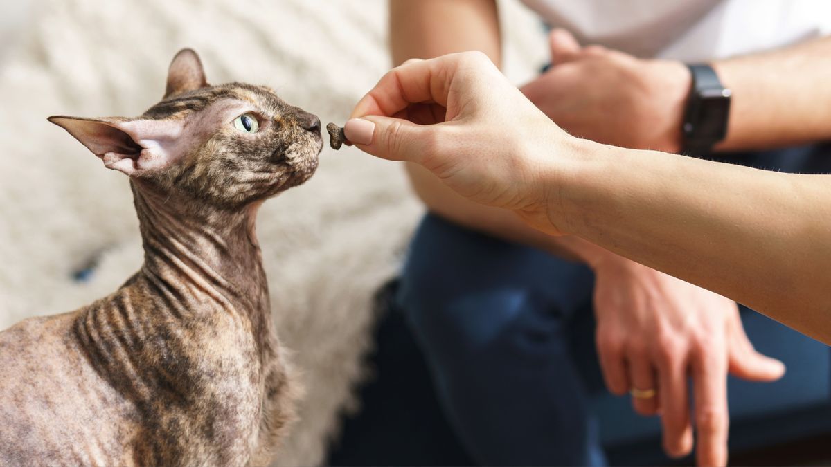 32 things you need to know about sphynx cats | PetsRadar