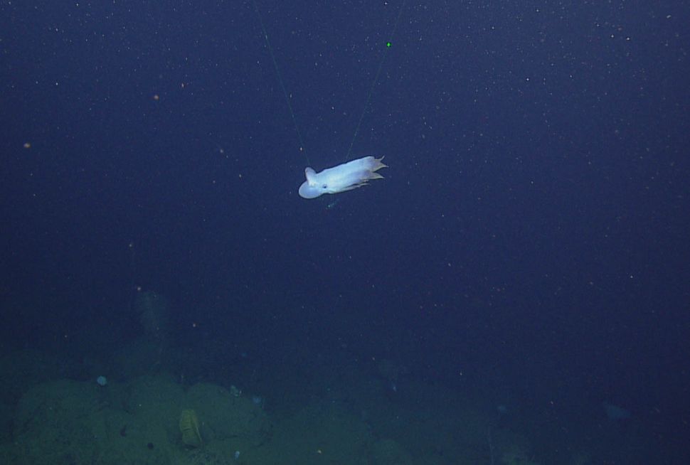 Photos: Ghostly dumbo octopus dances in the deep sea | Live Science
